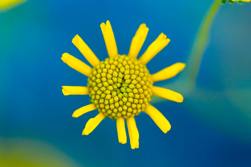 Cerulean Sea – WestLand Resources